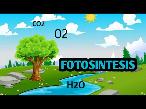 Belajar proses fotosintesis pada tumbuhan untuk SD | Rumah Kita