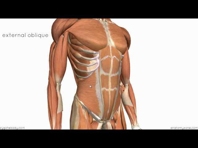 A Comprehensive Guide to the Layers of the Abdominal Wall and Their Anatomical Significance ...