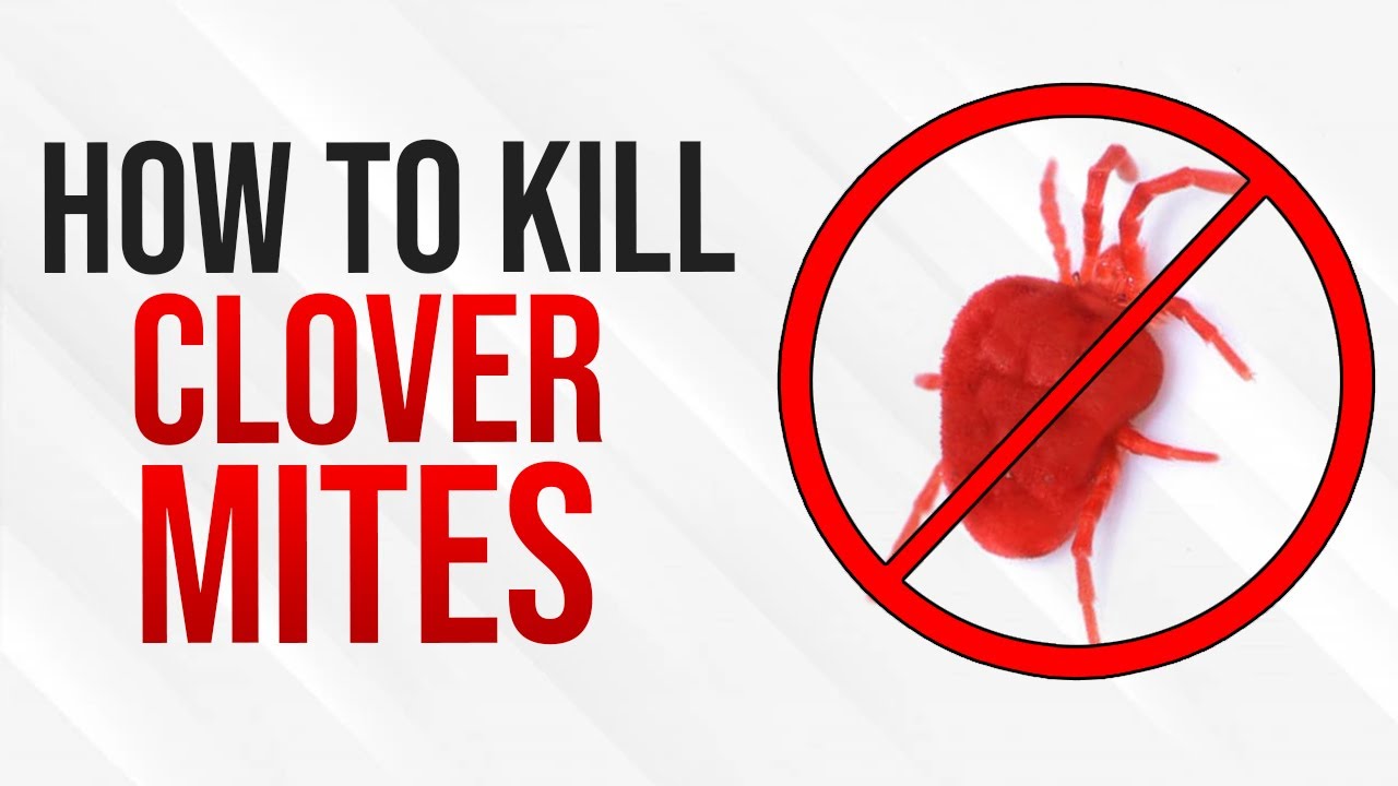 How to Get Rid Of Clover Mites - Tiny Red Bugs infestation
