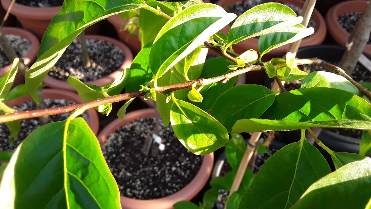 Diospyros Lotus,  the Date Plum species Persimmon