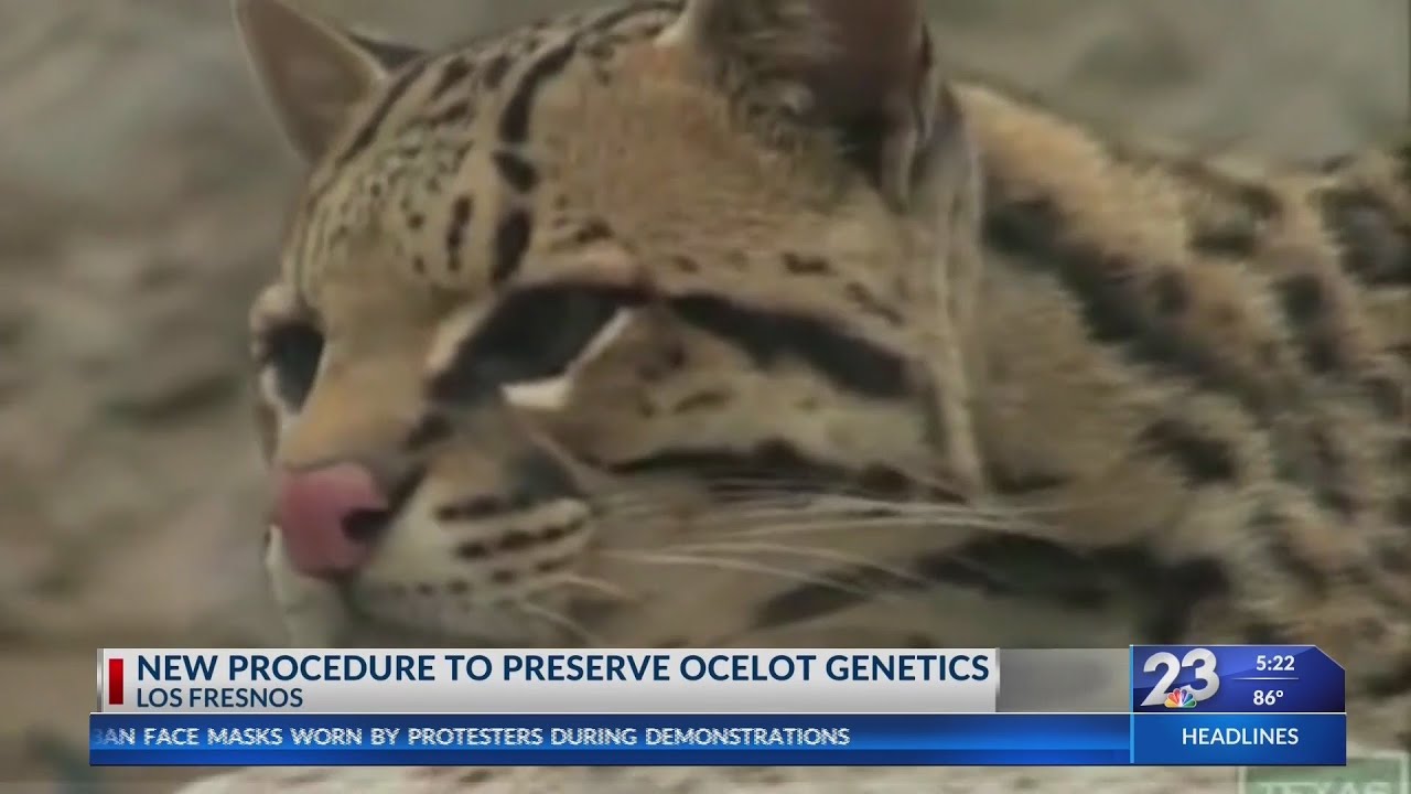 Preserving the Ocelot
