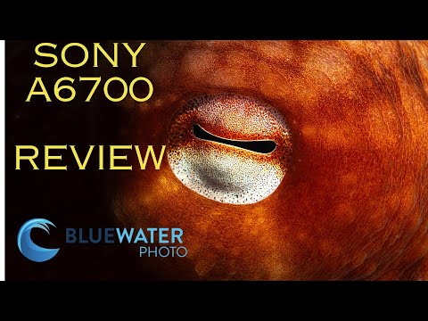 Sony A6700 Underwater Review // A BIG step up for Sony shooters!