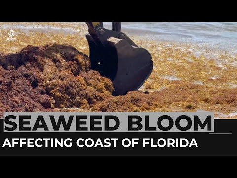 Atlantic sargassum belt: Seaweed bloom affecting coast of Florida