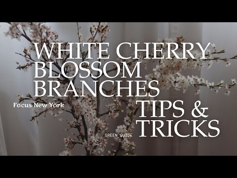 How to Care for White Cherry Blossom Branches by Focus New York