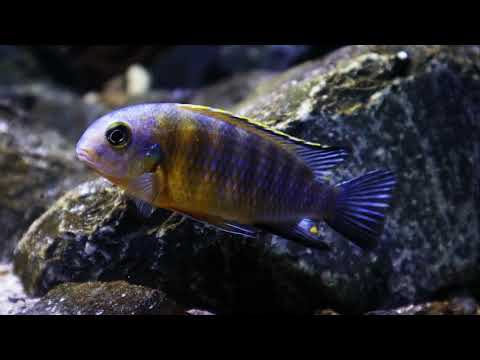My Piece Of Africa 700L Tank