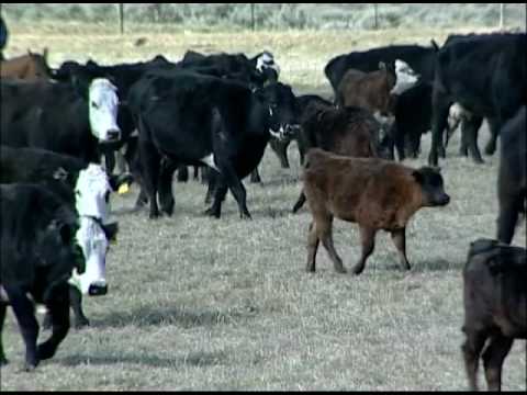 Niman Ranch Beef Cattle Ranch Tour
