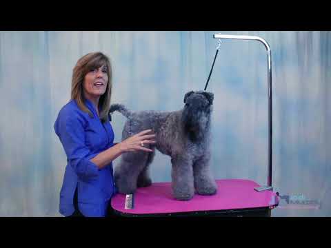 How to Groom the Kerry Blue Terrier for Pets & Show Dogs