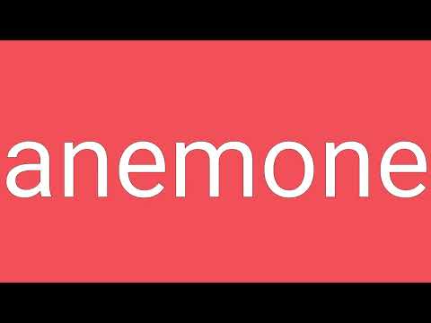 Anemone Definition & Meaning