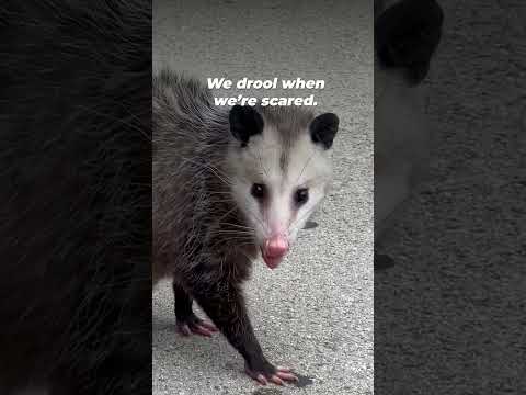 Opossums are Awesome