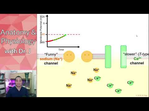 PHYL 142 | Cardiac | Pacemaker Potentials