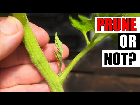 Pengisap Tomat 101 - Episode 251 Berkebun Cepat