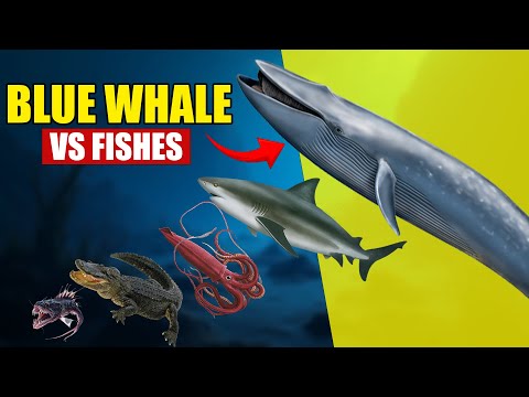 Blue Whale vs Every Fish Species | Animal Size Comparison 2025