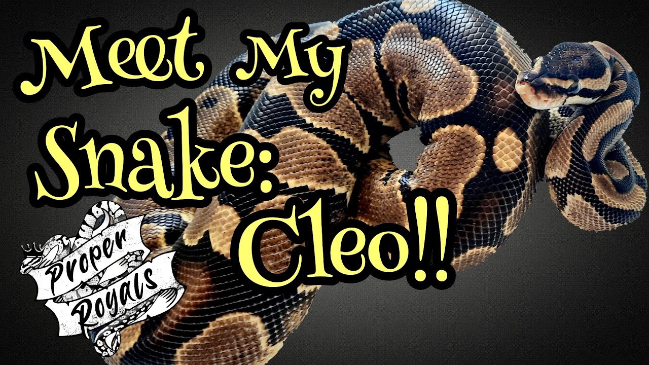 Meet my Yellow Belly Enchi Ball Python Cleo!!