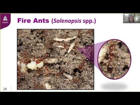 Discover the Science Behind Doxem® Plus Fire Ant Bait