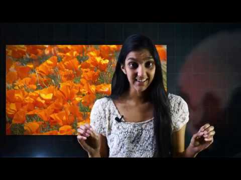 Beautiful Earth News: Flower edition