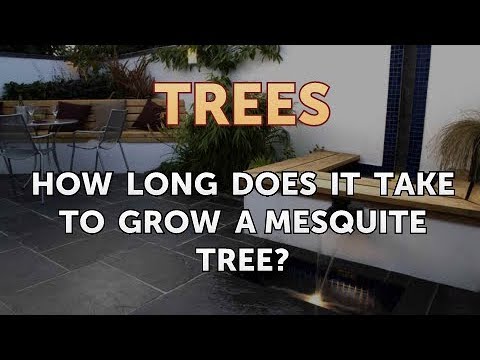 How Long Does it Take to Grow a Mesquite Tree?