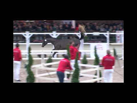Quito van den aard | JV Horses