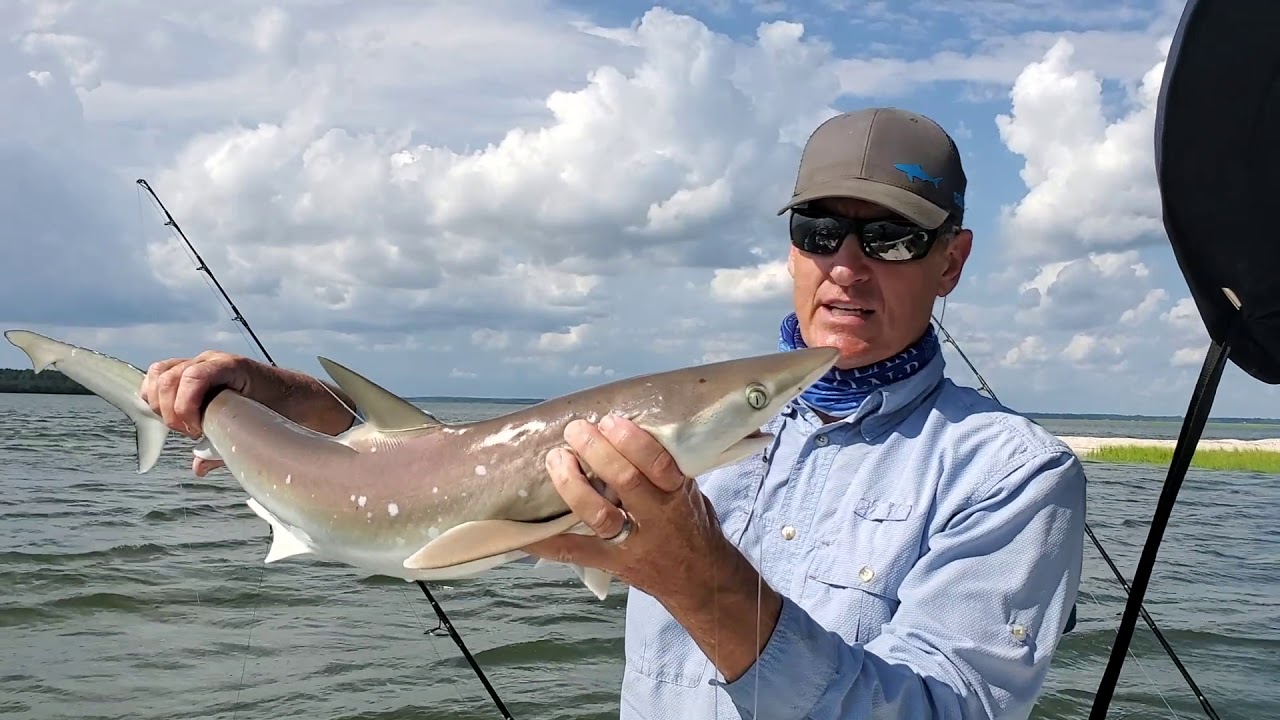 Catching a Sharpnose Shark