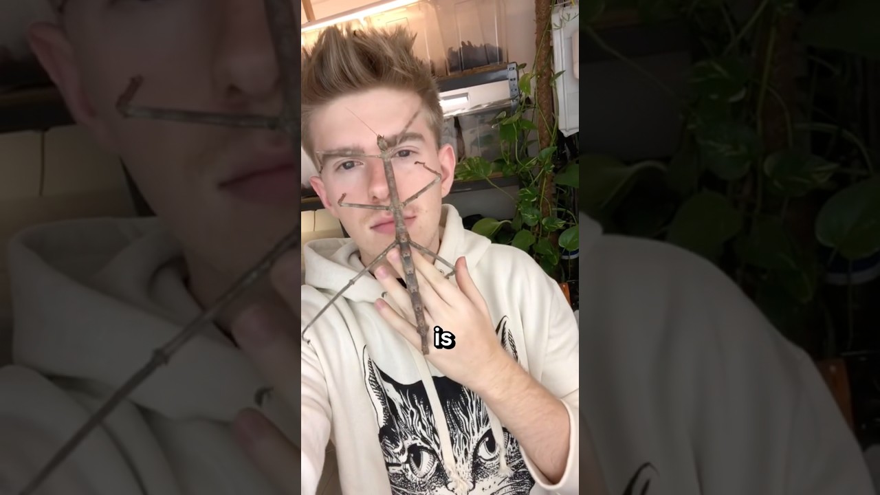 These stick insects are huuuuuge #insects #sticks #wild