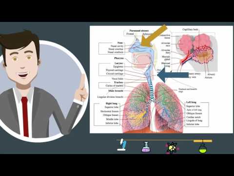 Respiratory System Organs ( Read ) | Biology | CK-12 Foundation