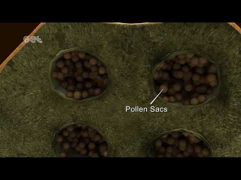 Formation of Pollen