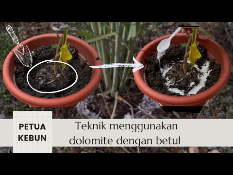 Cara menggunakan baja dolomite | How To apply dolomite fertilizer