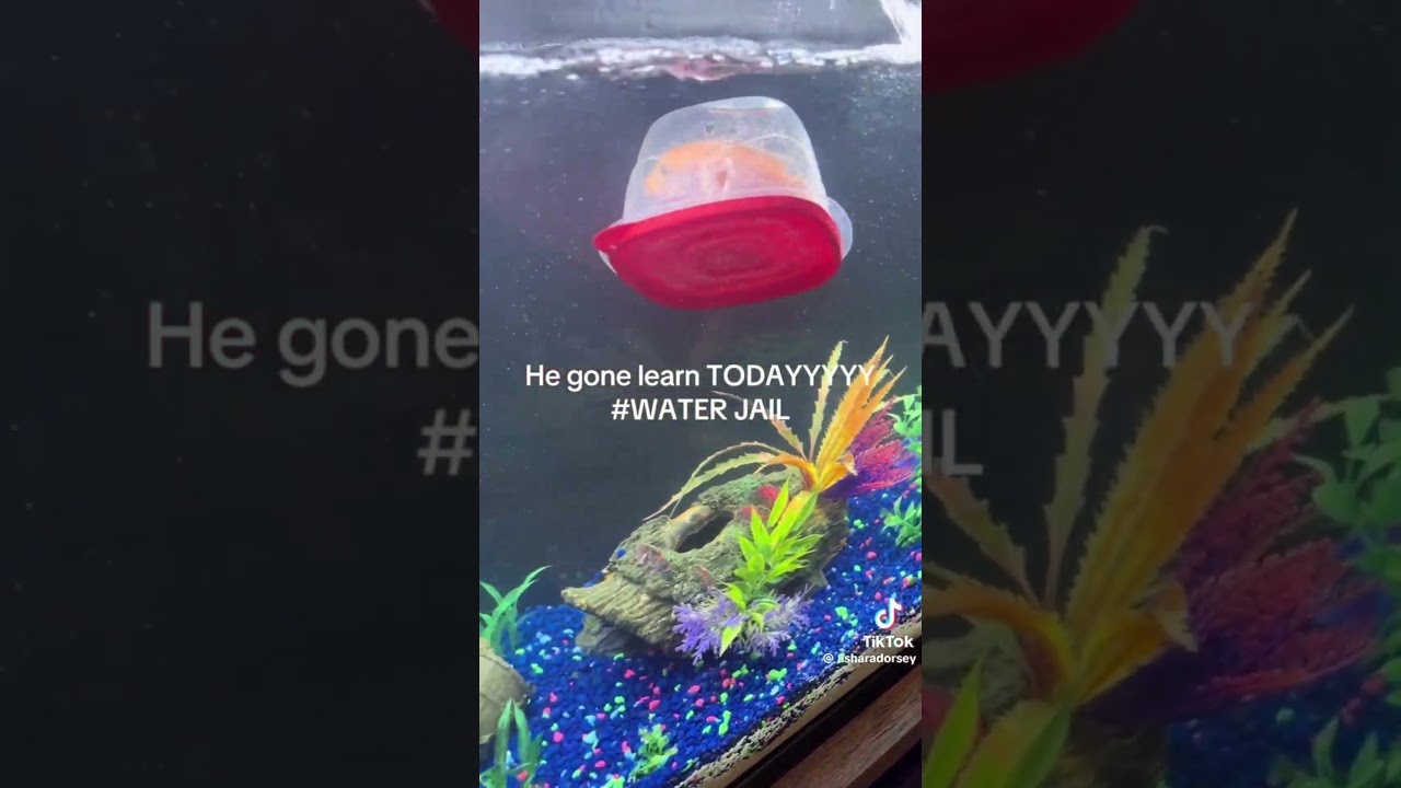 fish jail is insane 🤣🤣💯 #viral #explore #funny #fish #explore #watch