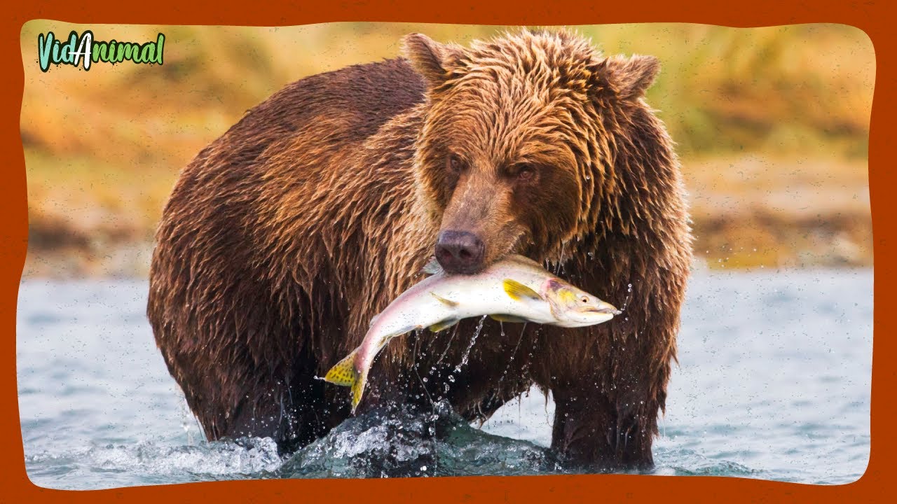THE BROWN BEAR: A relentless predator