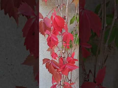 #ukraine #outdoors #autumn #autumn in Ukraine 🇺🇦 #wild grapes 🍇 #autumn color's