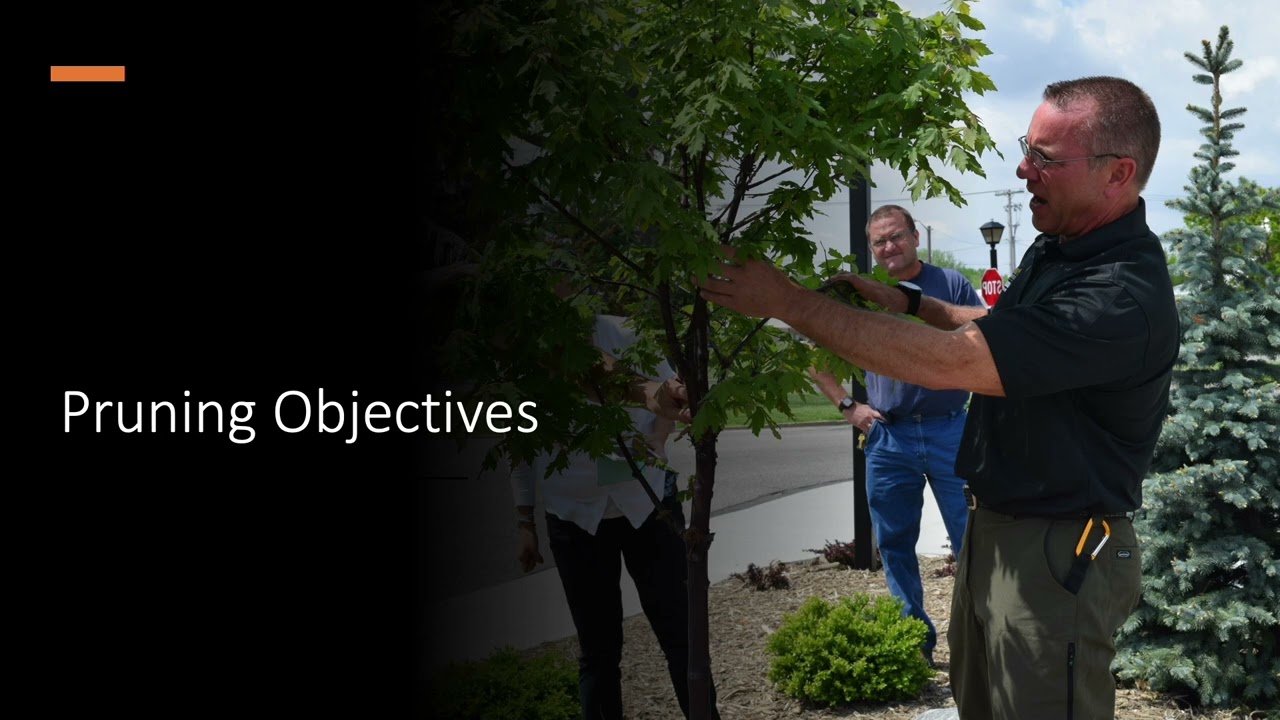 TCIA Pruning Prescriptions 2024