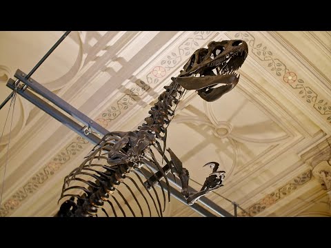 Mysteries of the Natural History Museum: Whales, Fossils & Prehistoric Finds