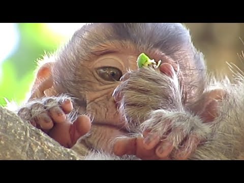 animals monkey play on the tree love baby monkey cute face prety wrinkled face/popular daily