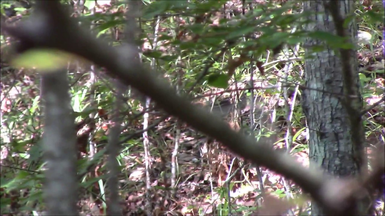 Squatchin With Robert Dodson #3