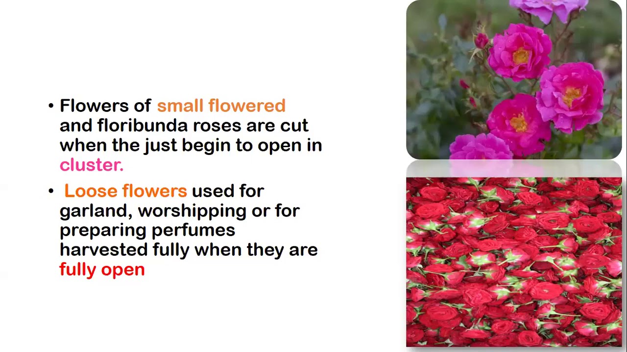 2  maturity indices of flowers crop