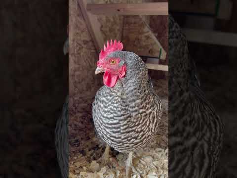 IF chickens could talk #chicken #shorts