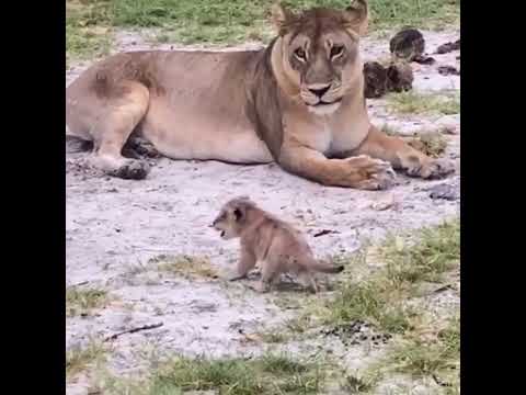 Newborn Lion Cub looking for Mom # Lions Life