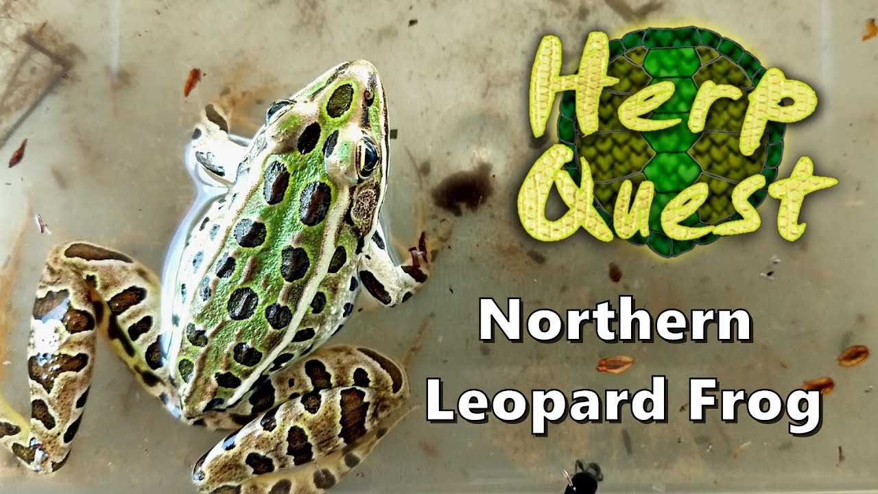 Northern Leopard Frog - Herp Quest #6 (Herpetology Education)
