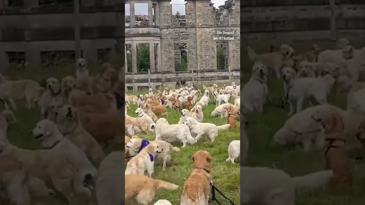 Golden retrievers gather in Scotland