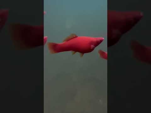 Aquatic life || Fish || Fisheries science #fish #fishing #life