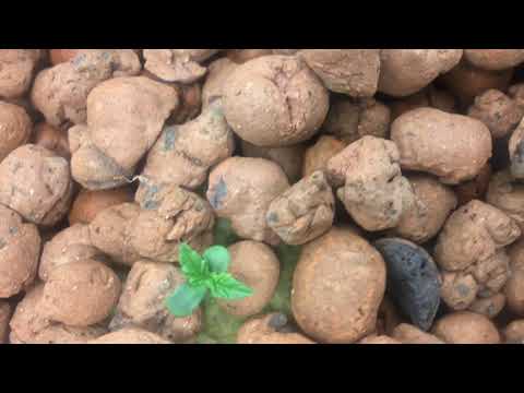 Fecida CR600 grow light on deck for next grow