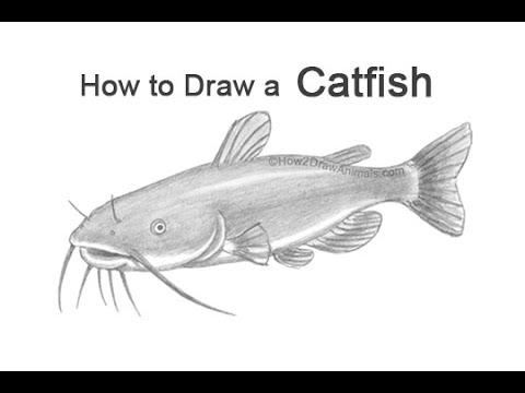 How to Draw a Catfish