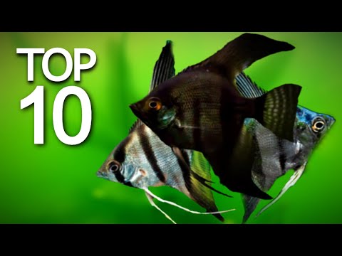 Top 10 Beautiful Angel Fish