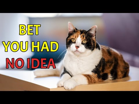 10 Amazing Facts About Calico Cats