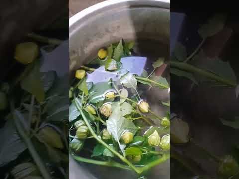 obat cacar paling ampuh