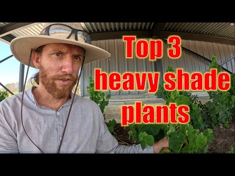 Top 3 Shade Plants for Texas - Landscaping Pro Tips #texas #nativeplants #garden #landscape #shade