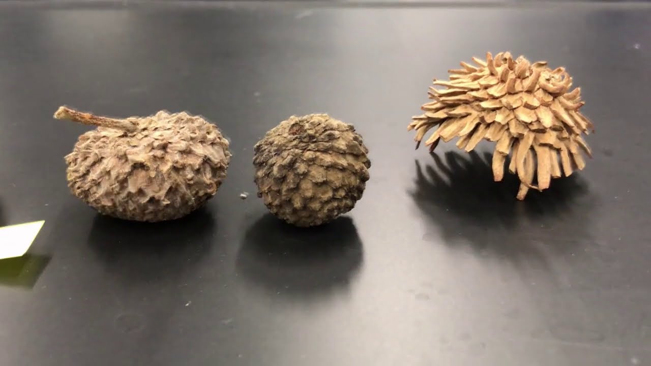 Acorn Identification