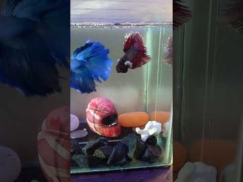Two betta fish in one tank๐ฆ๐ฆ๐ ๐ #bettafish#YouTube shots #fishing #pets#lobster #secrets