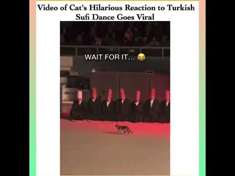 Cats Reaction On The Sufi Whirling Dervishes In Istanbul Turkey