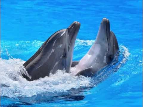 Dolphin Facts and Information: (Dolphin Facts for Kids, Dolphin Pictures Information)
