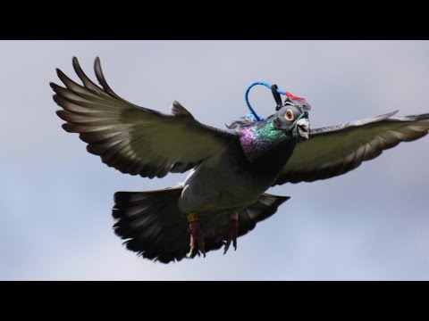 Top 10 Fascinating Facts About Pigeons